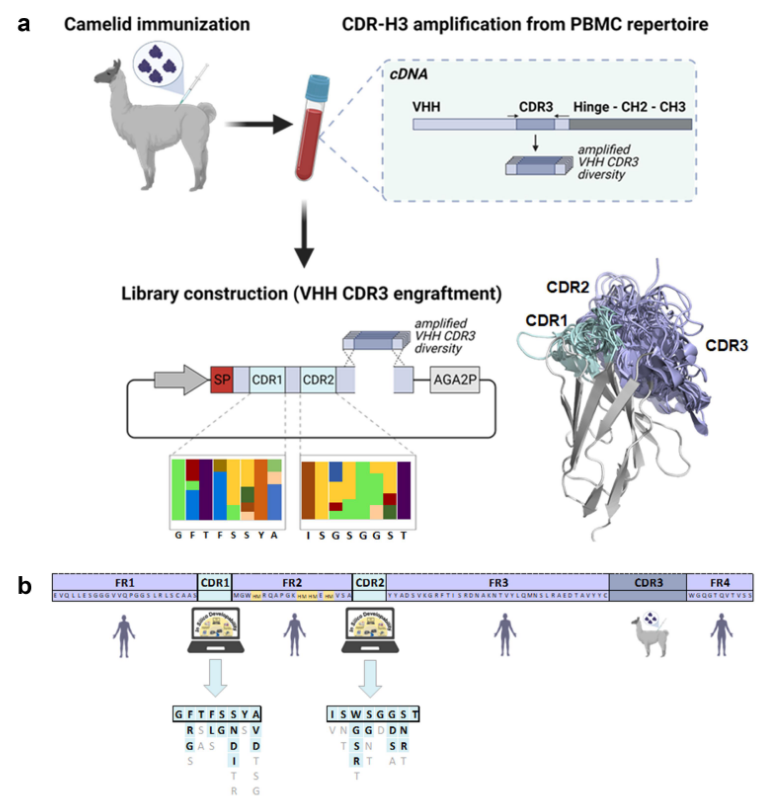 新设计的全人源化VHH抗体免疫文库筛选具有较高成药性的驼源抗体 - 平头哥